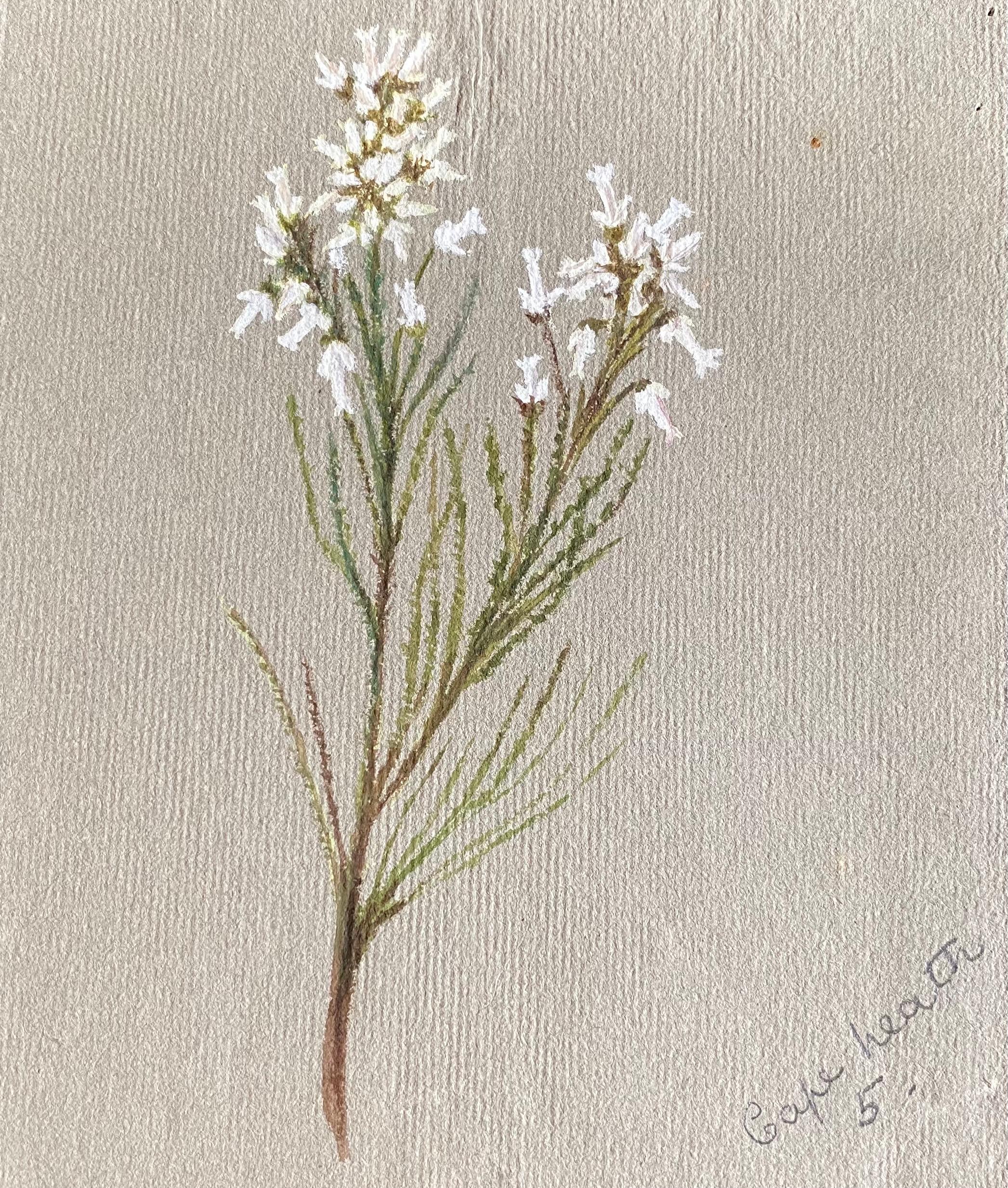 Caroline Worsley - Fine Antique British Botannical Watercolour Painting ...