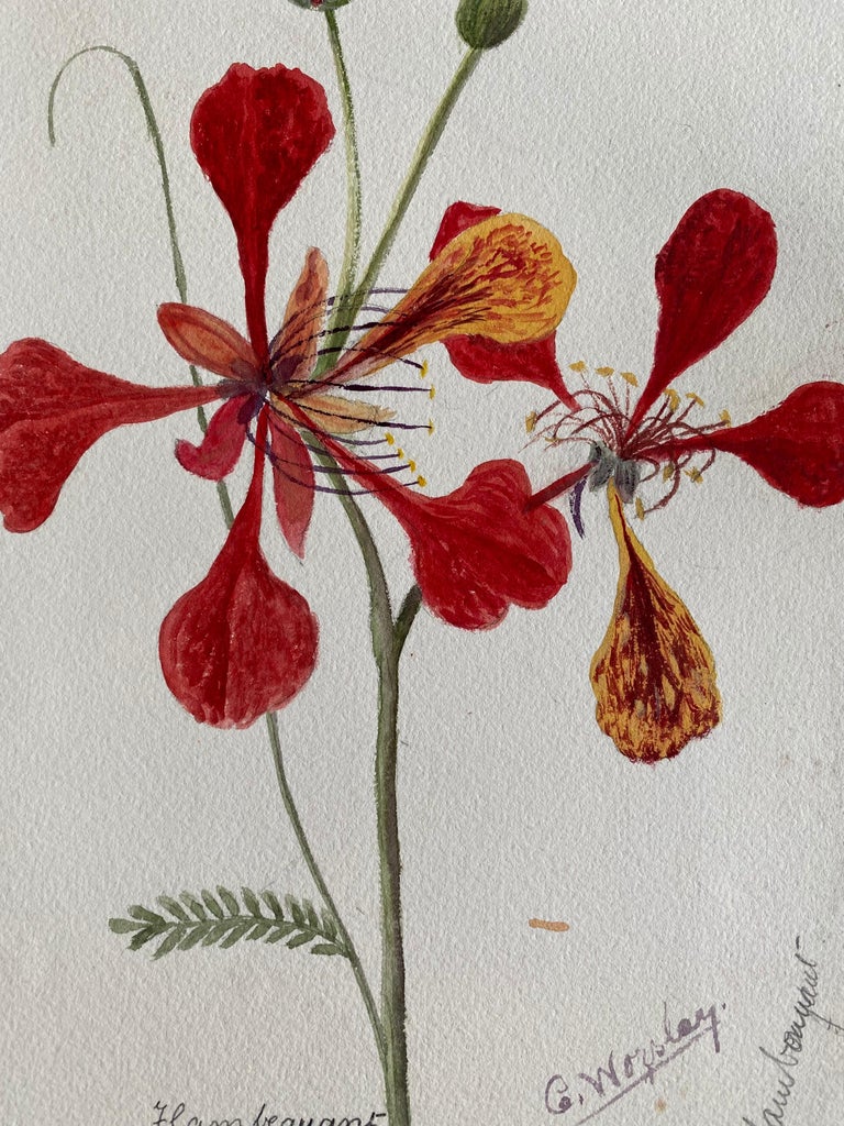 Caroline Worsley - Fine Antique British Botannical Watercolour Painting ...