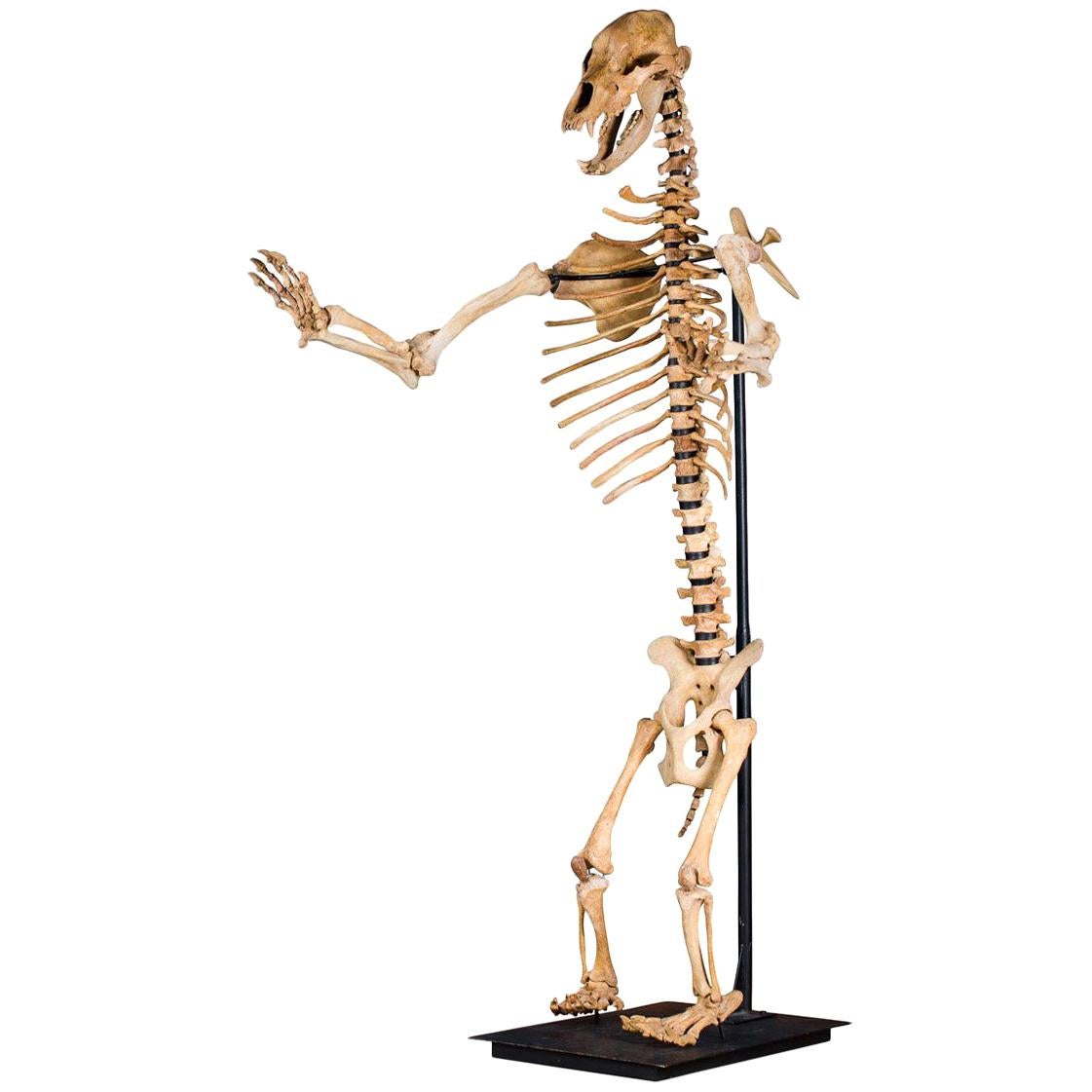 Huge Prehistoric Cave Bear Skeleton For Sale at 1stDibs