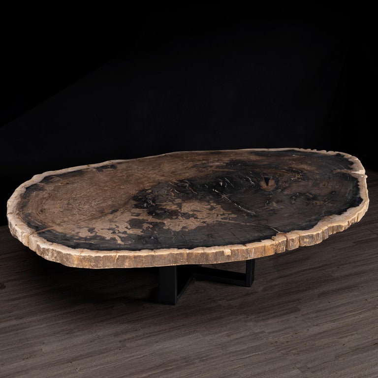 Center or Coffee Table, Natural Shape, Petrified Wood with Metal Base ...