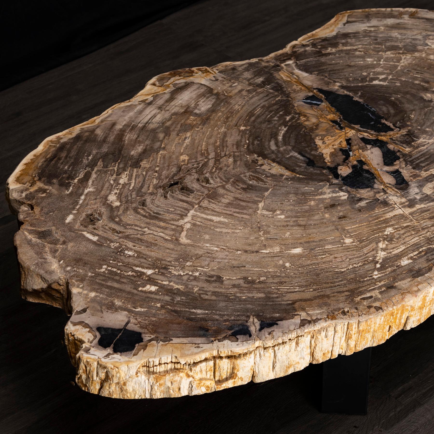 Center or Coffee Table, Natural Shape, Petrified Wood with Metal Base ...