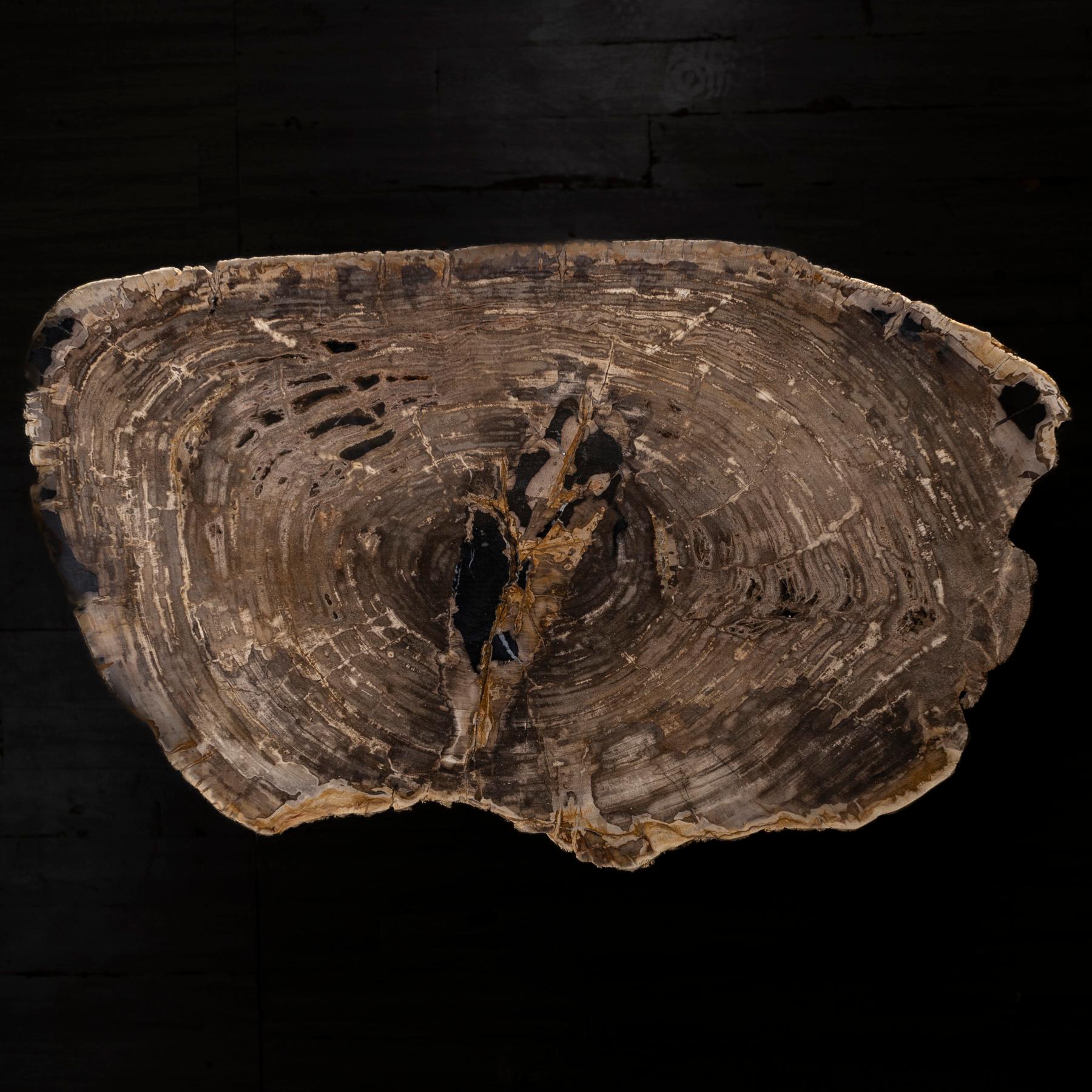 Center or Coffee Table, Natural Shape, Petrified Wood with Metal Base ...