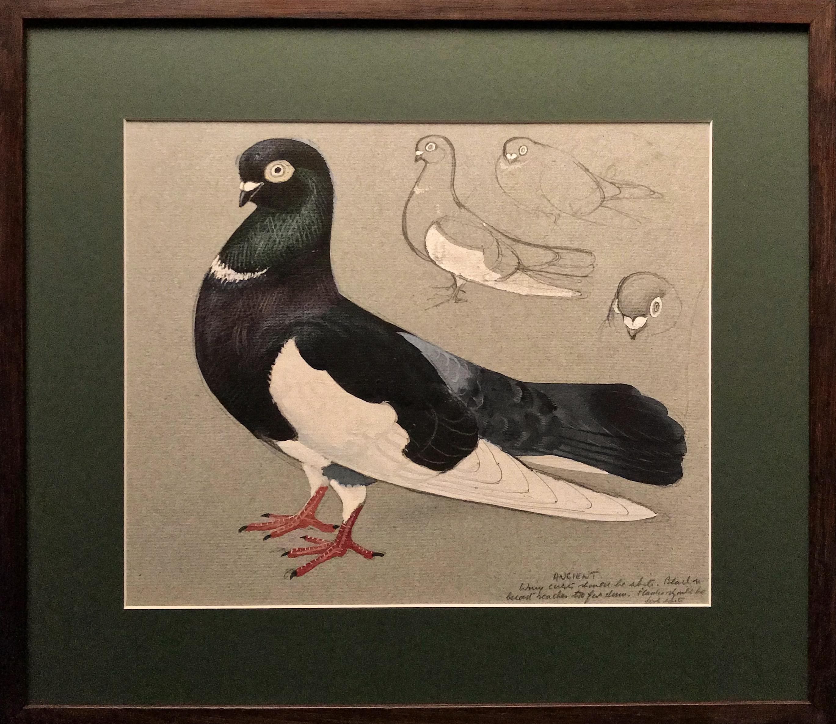 Charles Frederick Tunnicliffe - An ancient tumber pigeon at 1stDibs