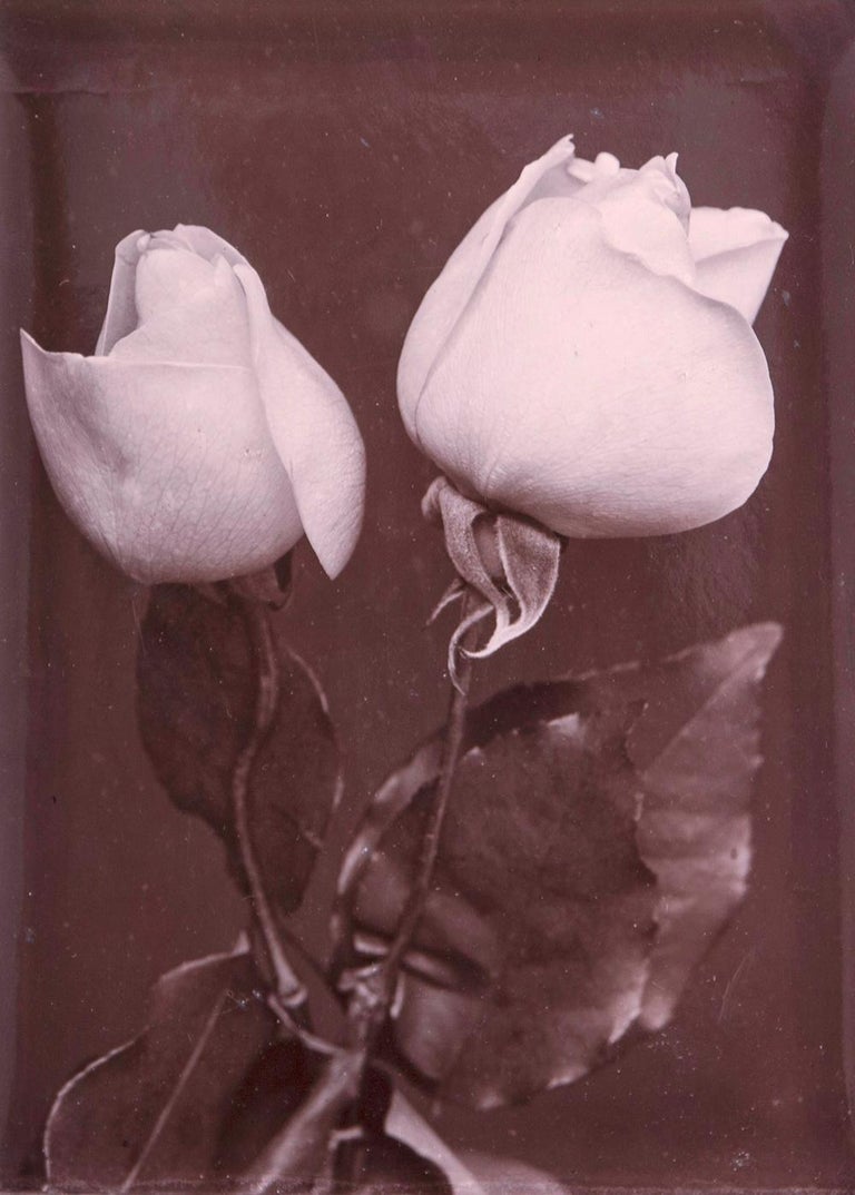 Charles Jones (b.1836) - White Roses, c.1900 - Charles Jones ...