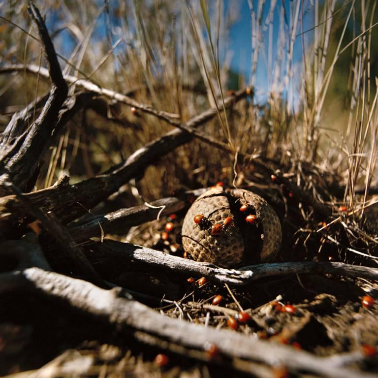 Charles Lindsay - Bramble Ball and Lady Bugs, Ed. 1/45 For Sale at 1stDibs