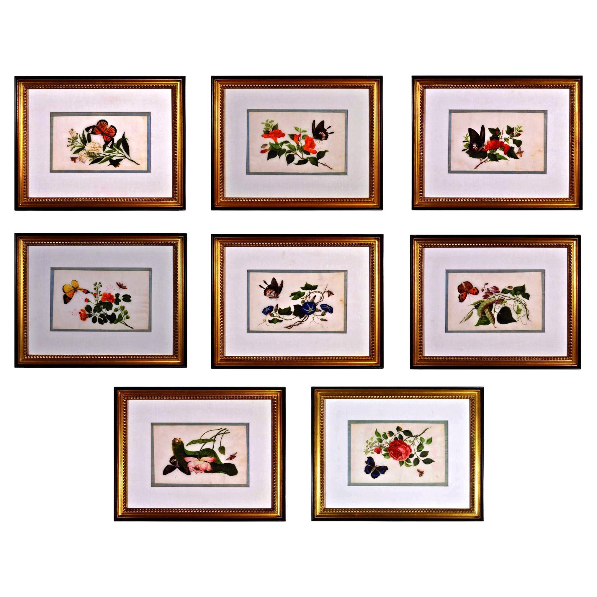 China Trade Framed Pith Paper Set of Pictures of Butterflies and Plants ...
