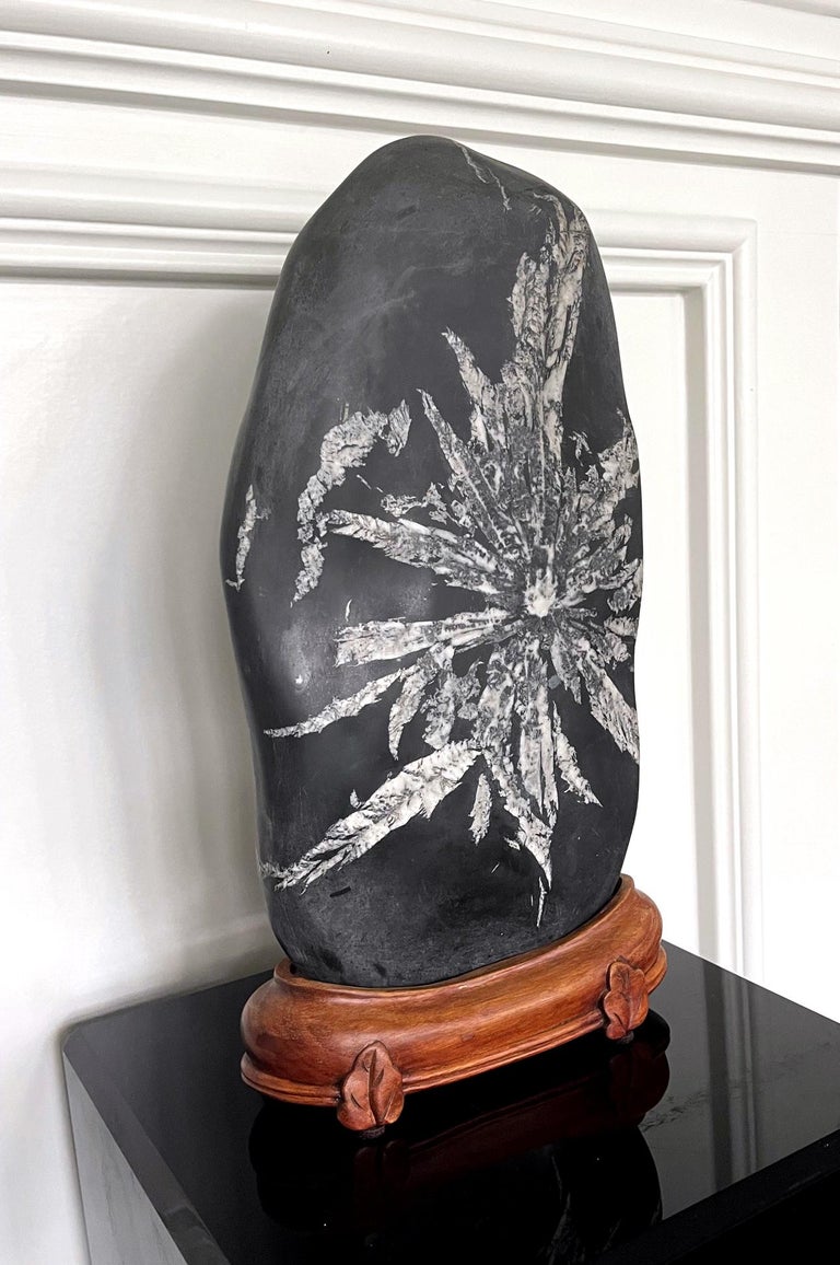 Chinese Scholar Rock Chrysanthemum Stone For Sale at 1stDibs