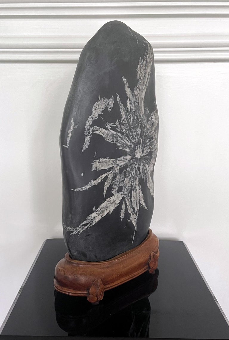 Chinese Scholar Rock Chrysanthemum Stone For Sale at 1stDibs