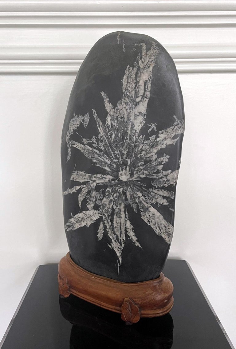 Chinese Scholar Rock Chrysanthemum Stone For Sale at 1stDibs