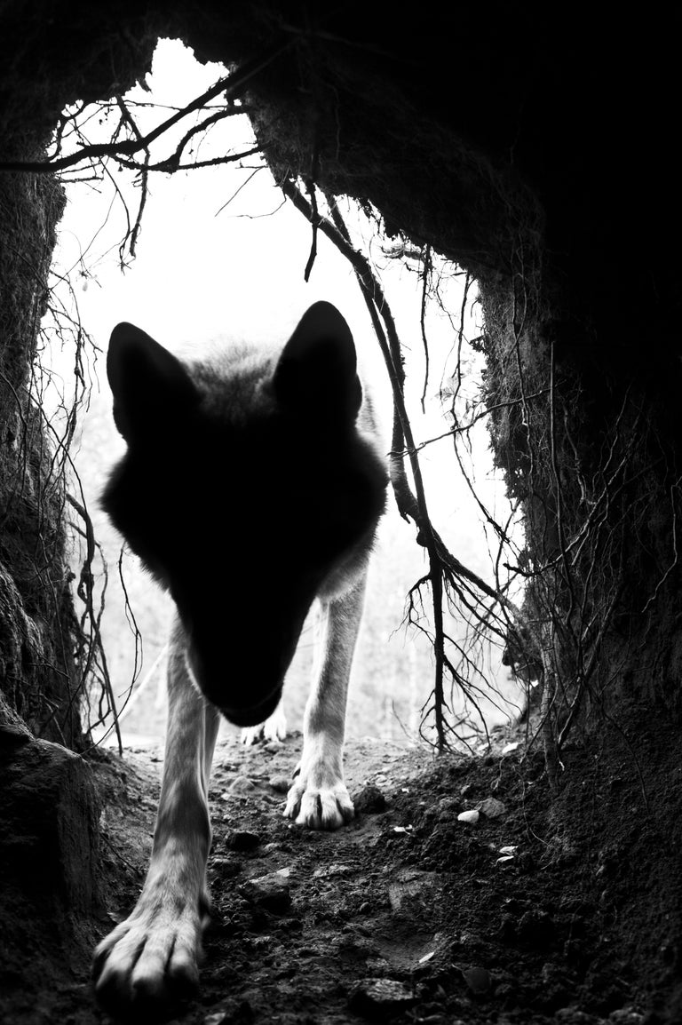 Christian Houge - `Untitled 13`-Shadow Within-nature wolf animal b/w ...