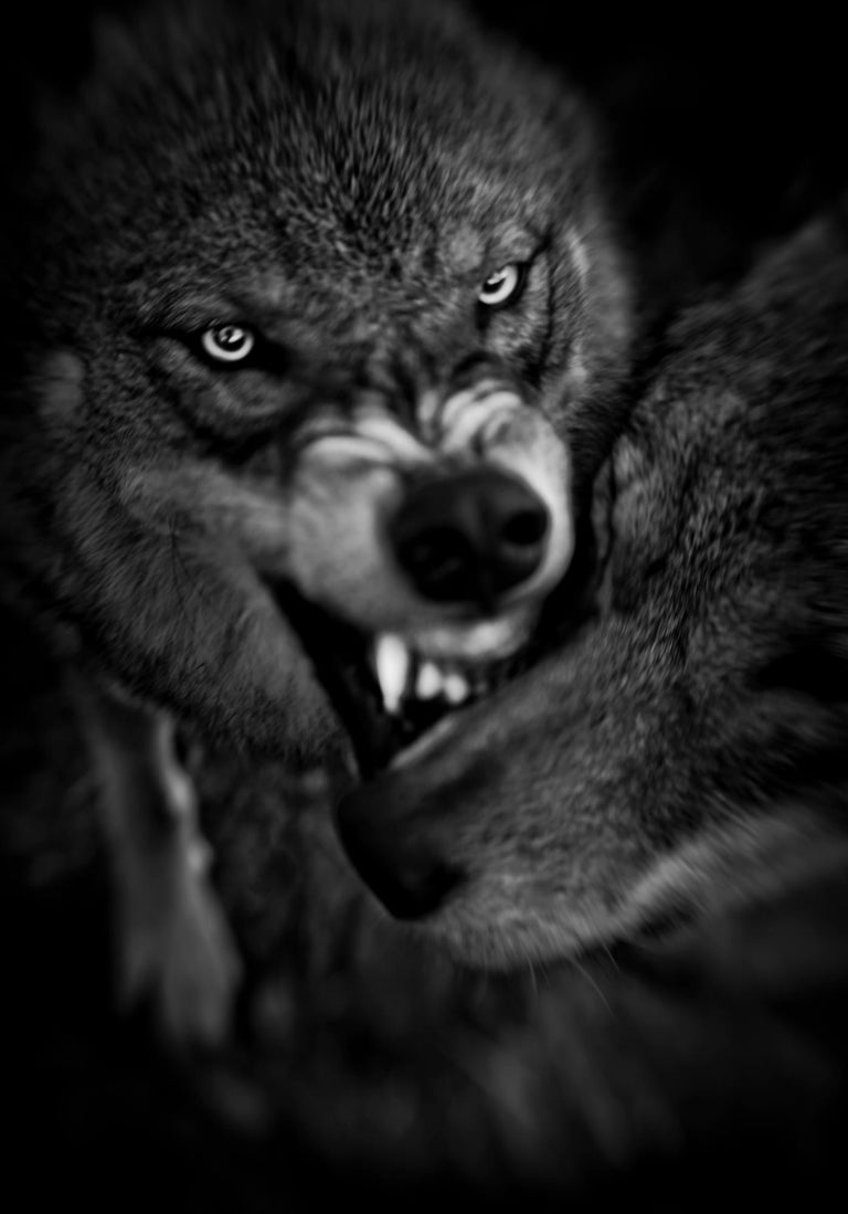 Christian Houge - `Untitled 15`. Norway. Shadow Within-wolf nature ...