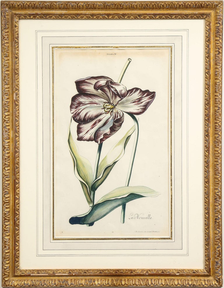Christoph Jacob Trew - "La Nouvelle" Tulip Hand-Coloured Engraving For ...