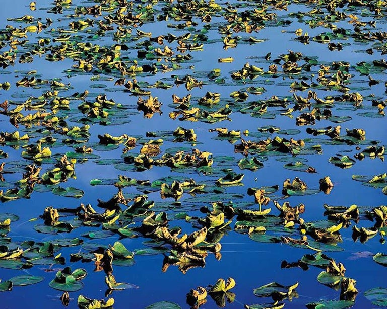 Christopher Burkett - Late Summer Pond, Color Photograph, Cibachrome ...