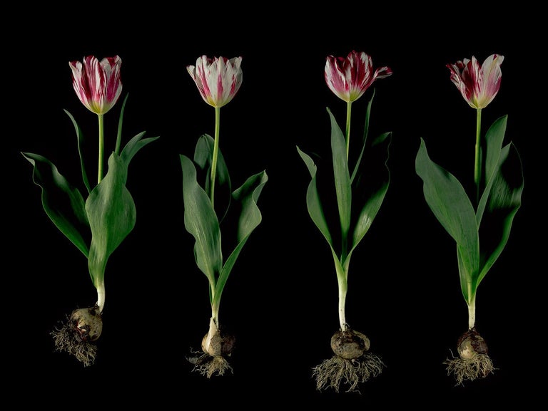 Christos J. Palios - Silver Standard Broken Tulips (50" x 67") For Sale ...