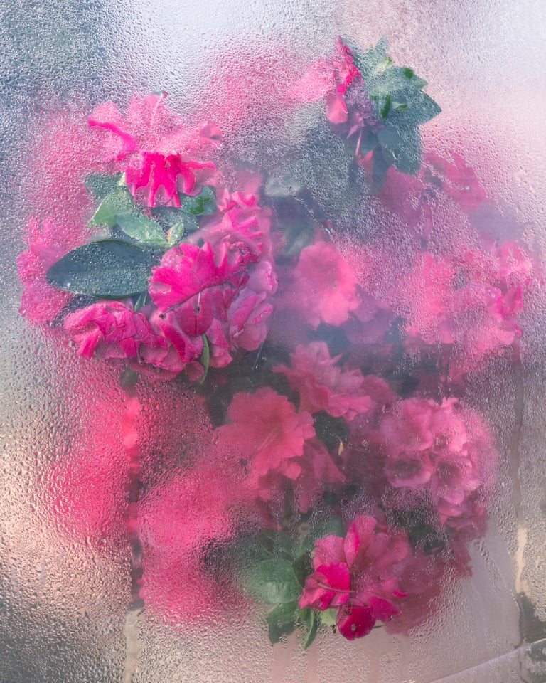 Cig Harvey - Azaleas Pressing, Rockport, Maine For Sale at 1stDibs