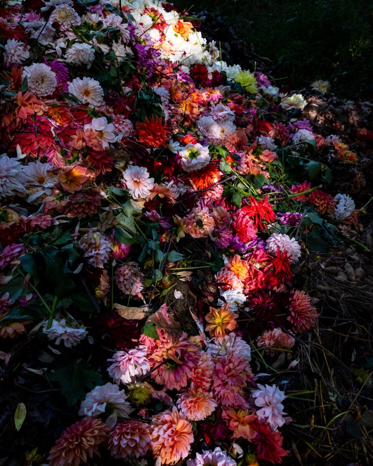 Cig Harvey - Dahlias, 2021 For Sale at 1stDibs