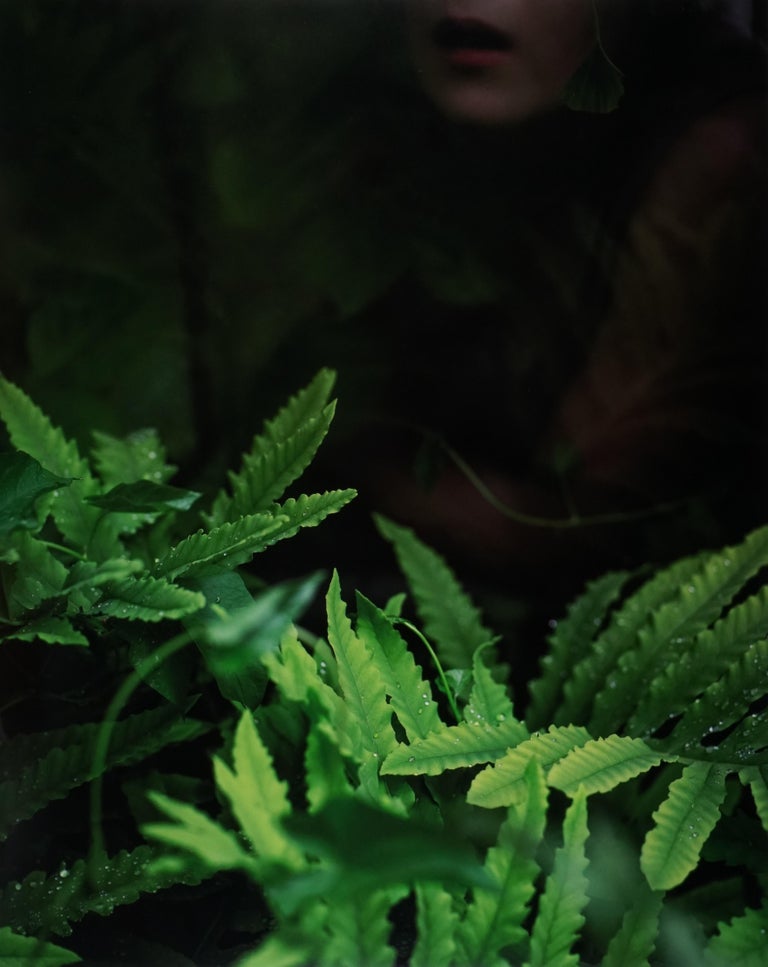 Cig Harvey - New Ferns, Camden, Maine, 2019 For Sale at 1stDibs