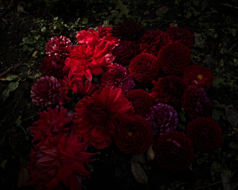 Cig Harvey - Red Dahlias, Camden, Maine, 2021 For Sale at 1stDibs