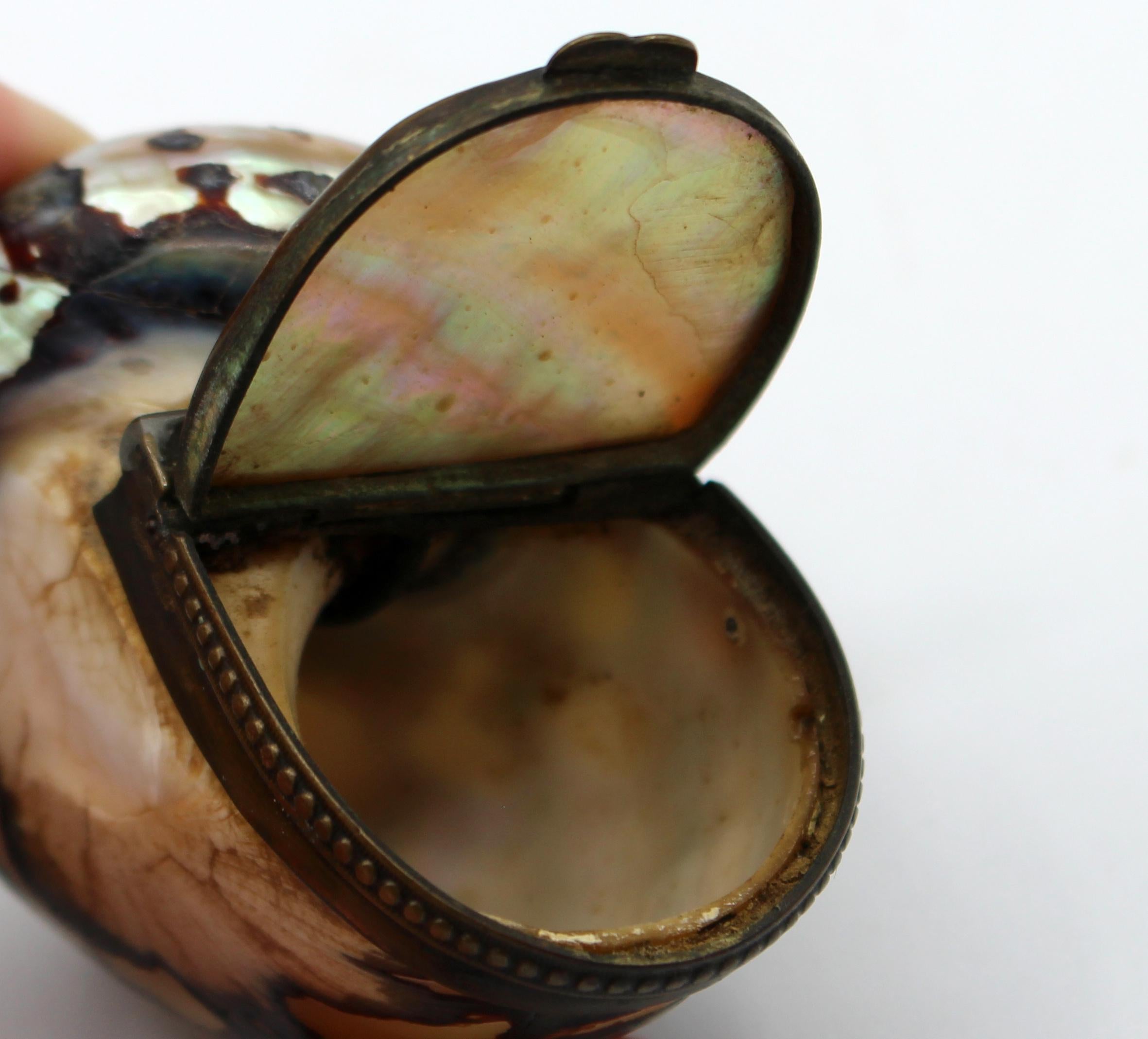 Circa 1800s Polished Snail Shell Snuff Box at 1stDibs