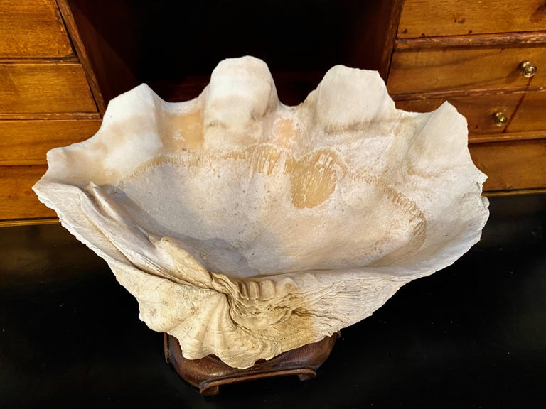 Clam Shell For Sale at 1stDibs