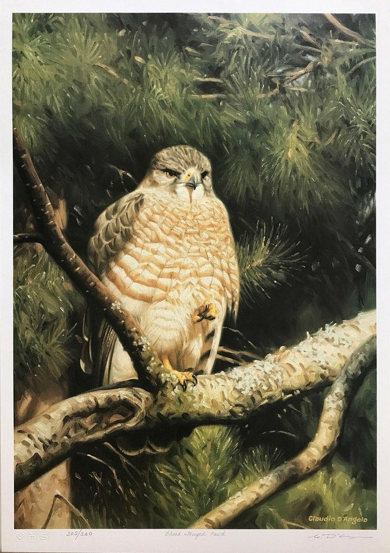 Claudio D'Angelo - BROAD WINGED HAWK For Sale at 1stDibs
