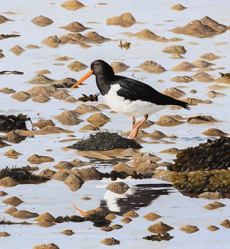 Clive Meredith - Oystercatcher, Low Tide - bird wildlife contemporary ...