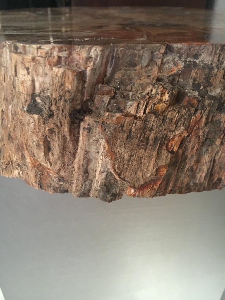 Cocktail Table with Fossil Top on Steel Base, Prehistoric Period For ...