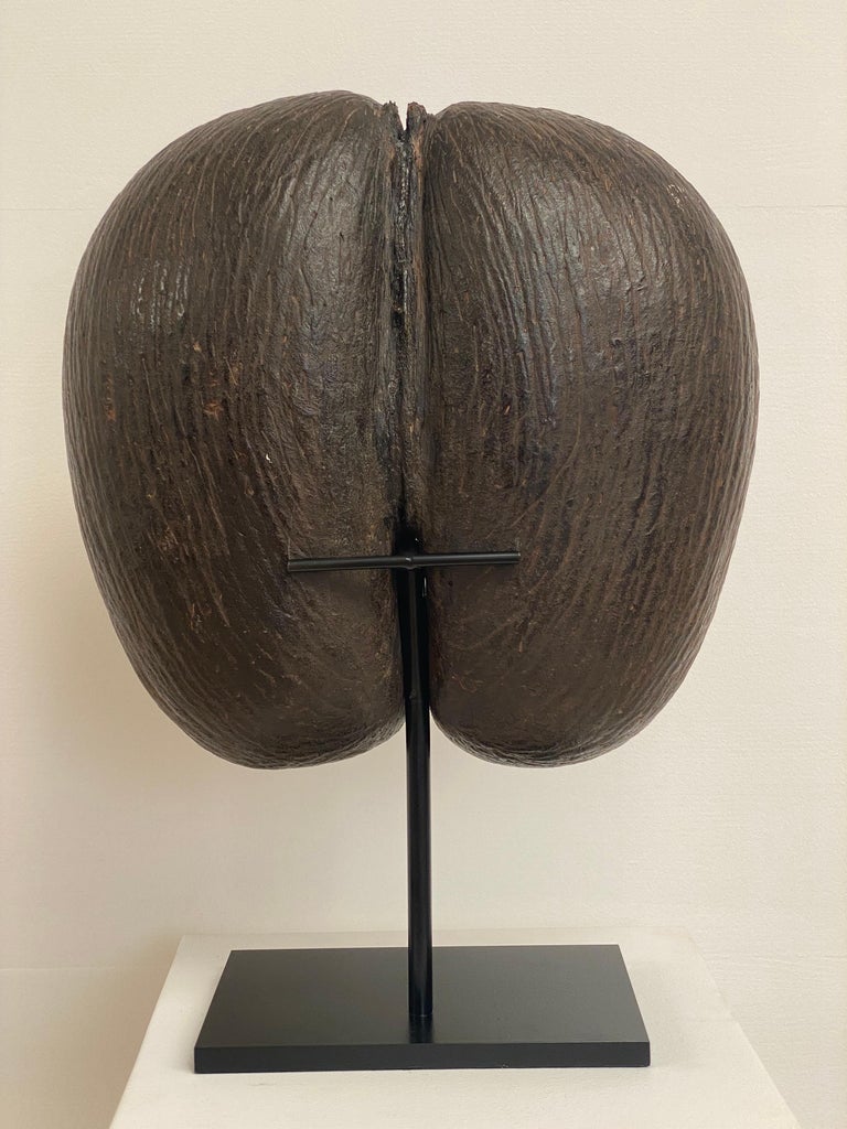 Coco De Mer in Its original State For Sale at 1stDibs