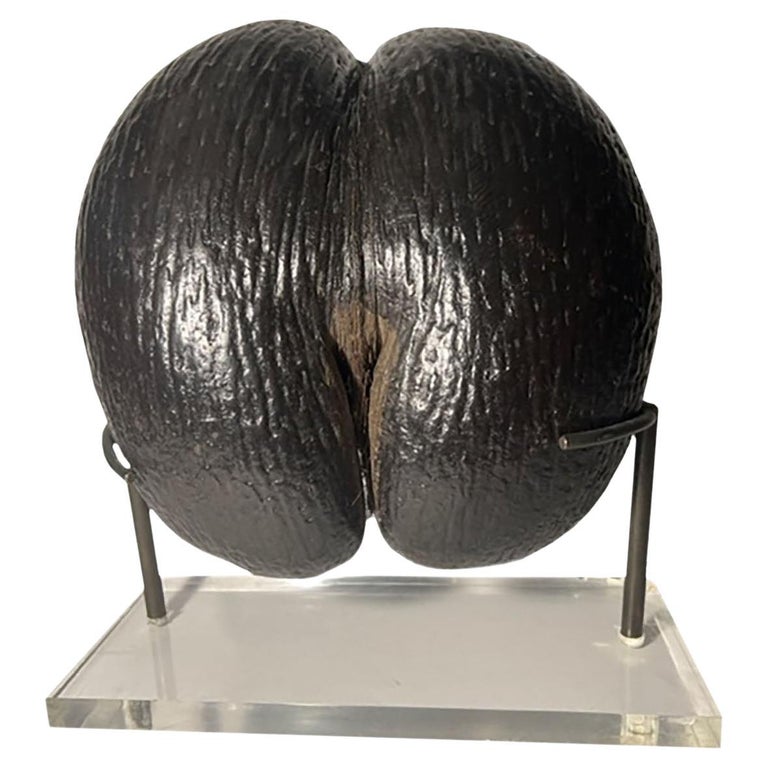 Coco de Mer On Custom Stand For Sale at 1stDibs