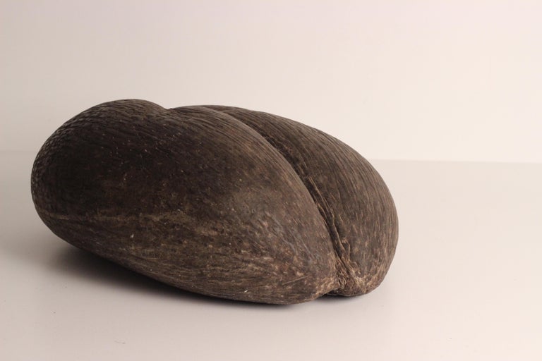 Coco De Mer Shell circa 1900s Seychelles, Perfect for Your Wunderkammer ...