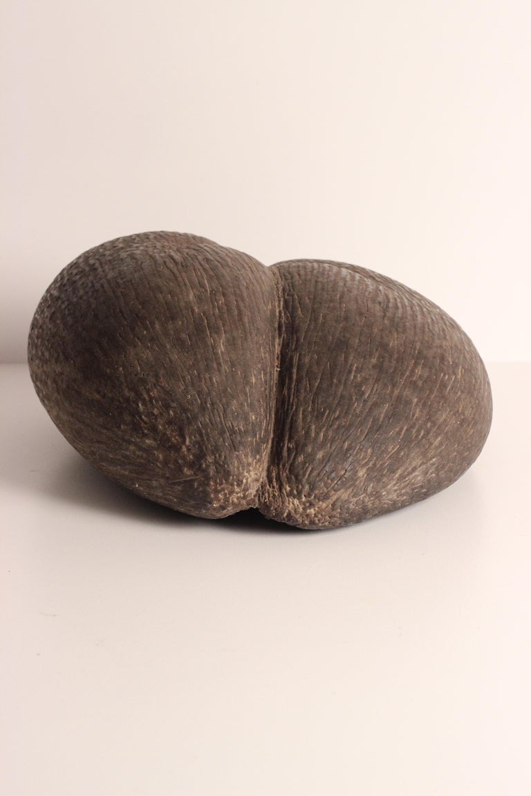 Coco De Mer Shell circa 1900s Seychelles, Perfect for Your Wunderkammer ...