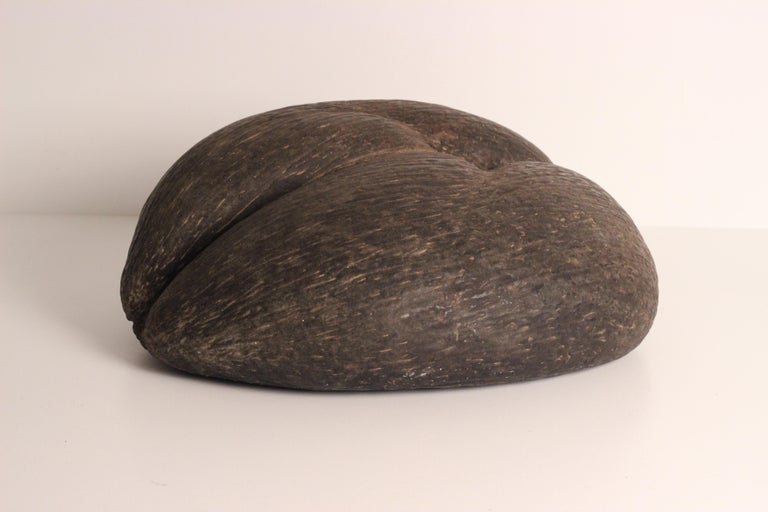 Coco De Mer Shell circa 1900s Seychelles, Perfect for Your Wunderkammer ...