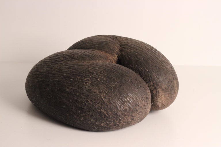 Coco De Mer Shell circa 1900s Seychelles, Perfect for Your Wunderkammer ...