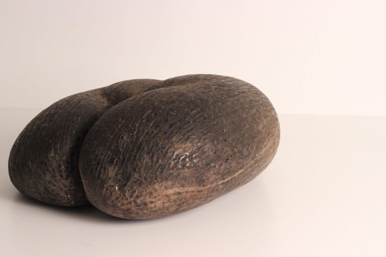 Coco De Mer Shell circa 1900s Seychelles, Perfect for Your Wunderkammer ...