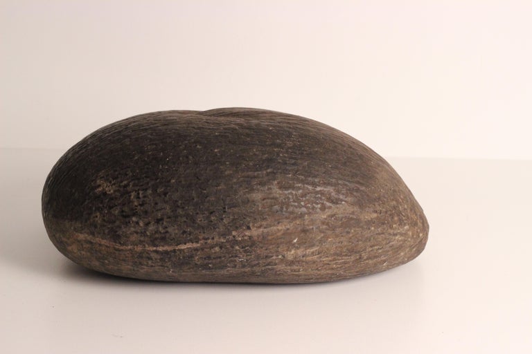 Coco De Mer Shell circa 1900s Seychelles, Perfect for Your Wunderkammer ...