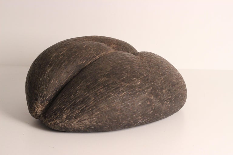 Coco De Mer Shell circa 1900s Seychelles, Perfect for Your Wunderkammer ...