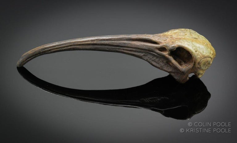 Colin & Kristine Poole - "Ibis Talisman Skull" Bronze Sculpture at 1stDibs