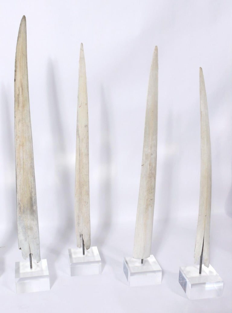 Collection of 1930s-1940s Trophy Swordfish Bills at 1stDibs