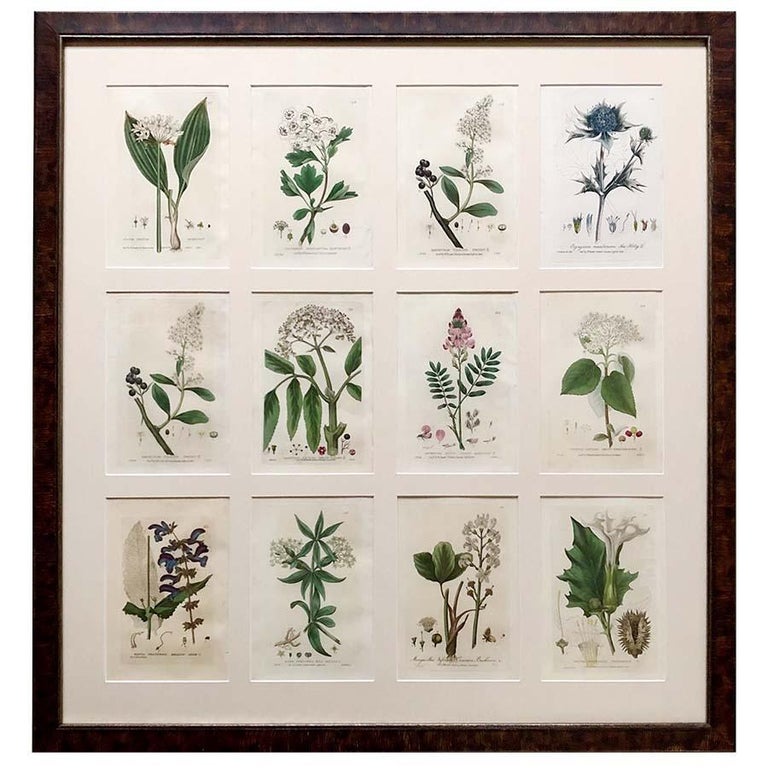 Collection of 24 Framed Baxter Botanical Prints at 1stDibs | george ...