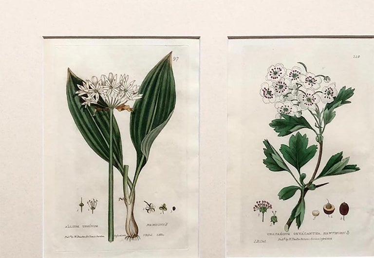 Collection of 24 Framed Baxter Botanical Prints at 1stDibs | george ...