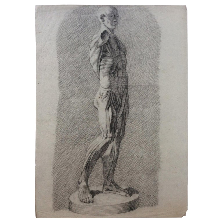 Collection of 4 Antique Anatomical Drawings For Sale at 1stDibs ...