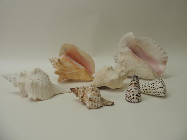 Collection of Coastal Large and Small Sea Shells at 1stdibs