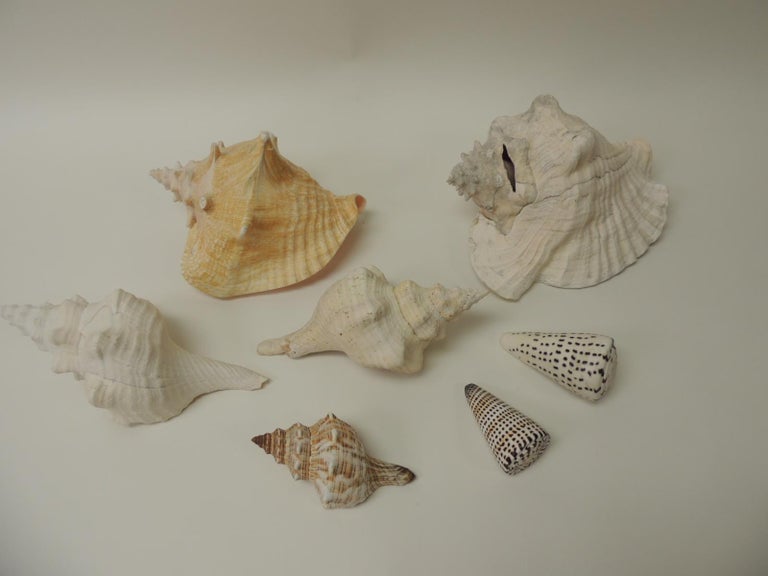 Collection of Coastal Large and Small Sea Shells at 1stdibs