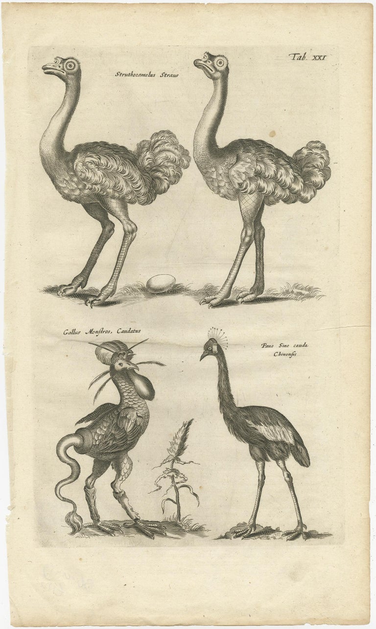 Collection of Four Antique Bird Prints all depicting an Ostrich at 1stDibs