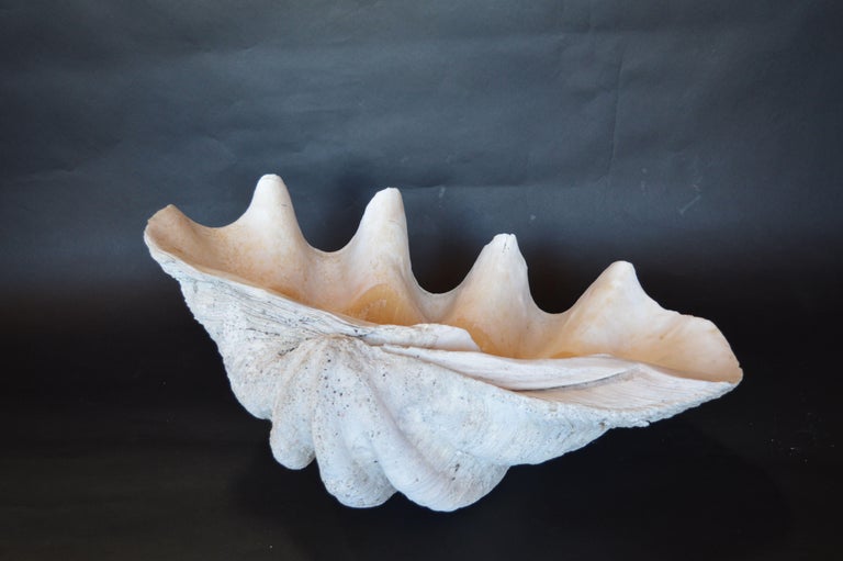 Collection of Natural Large and Medium Sized Seashells For Sale at 1stDibs