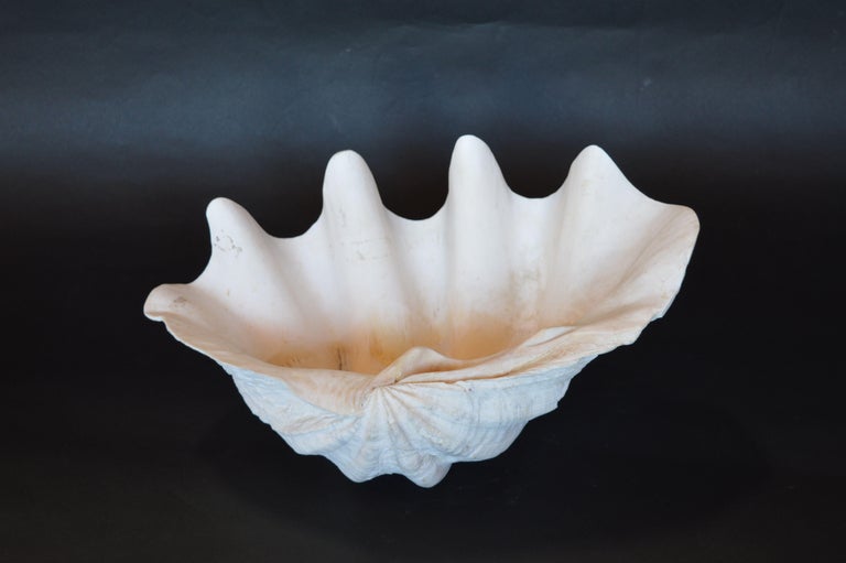 Collection of Natural Large and Medium Sized Seashells For Sale at 1stDibs