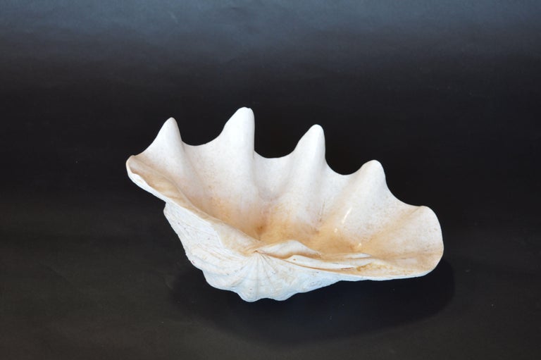 Collection of Natural Large and Medium Sized Seashells For Sale at 1stDibs