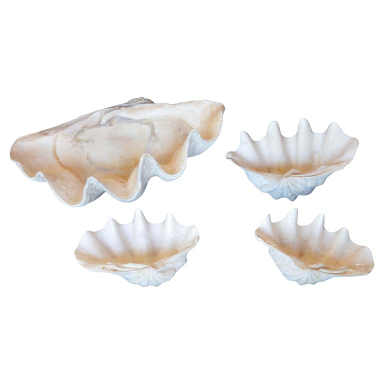 Collection of Natural Large and Medium Sized Seashells For Sale at 1stDibs