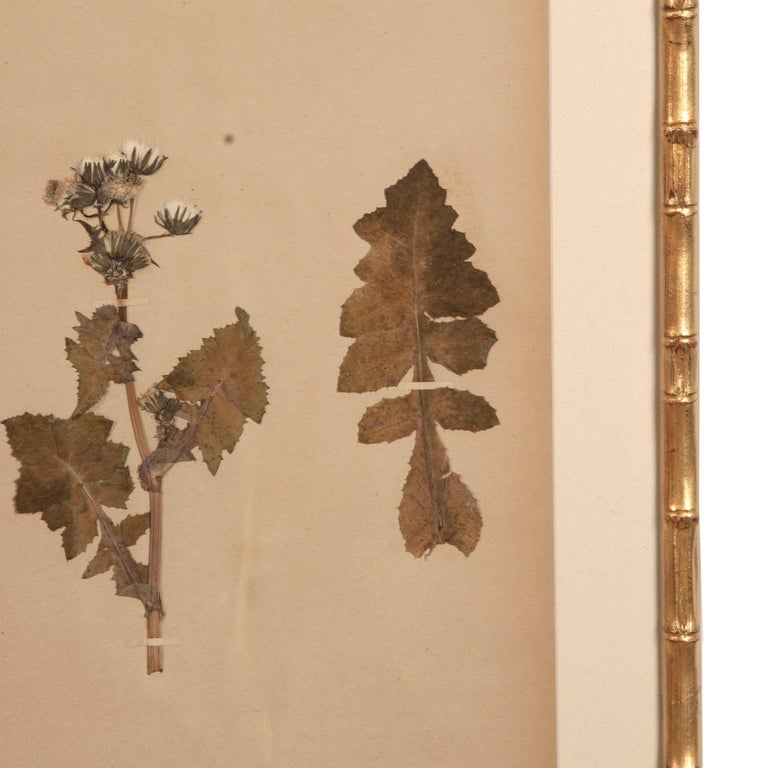 Collection of Nine Large Herbariums at 1stDibs