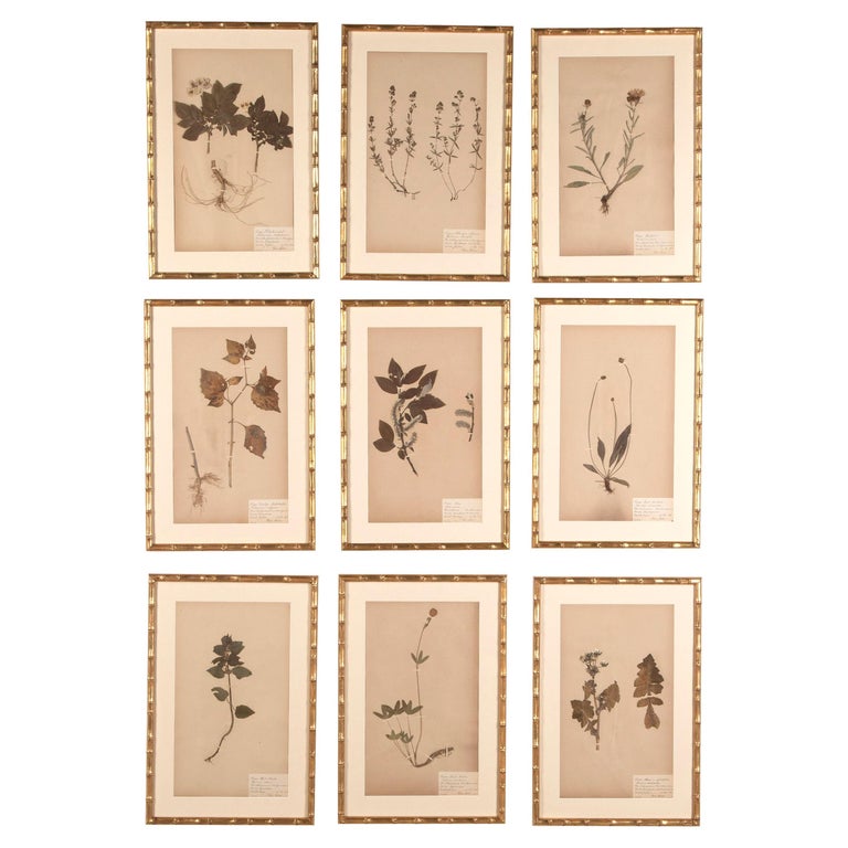 Collection of Nine Large Herbariums at 1stDibs
